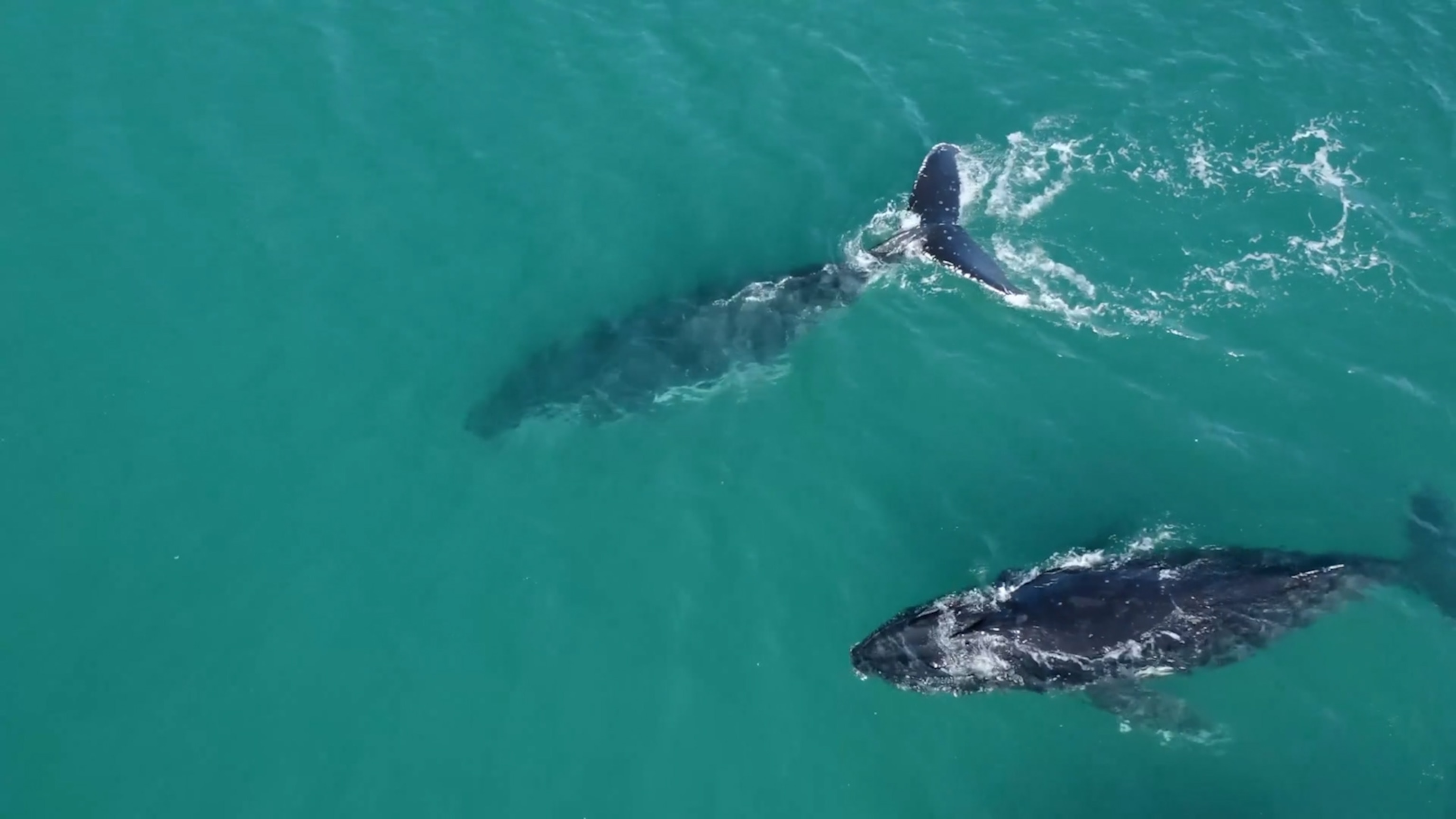How humpback whales are playfully communicating with humans: Scientists