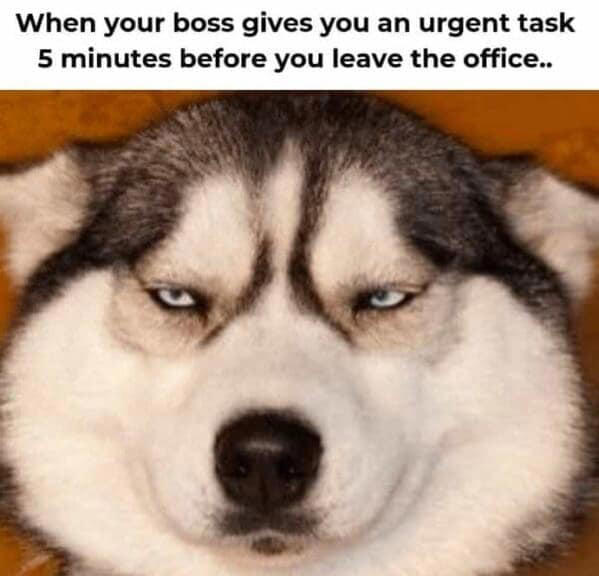 35 Funny Boss Memes You Won’t Have To Pretend To Laugh At Like You Do Your Boss’ Jokes