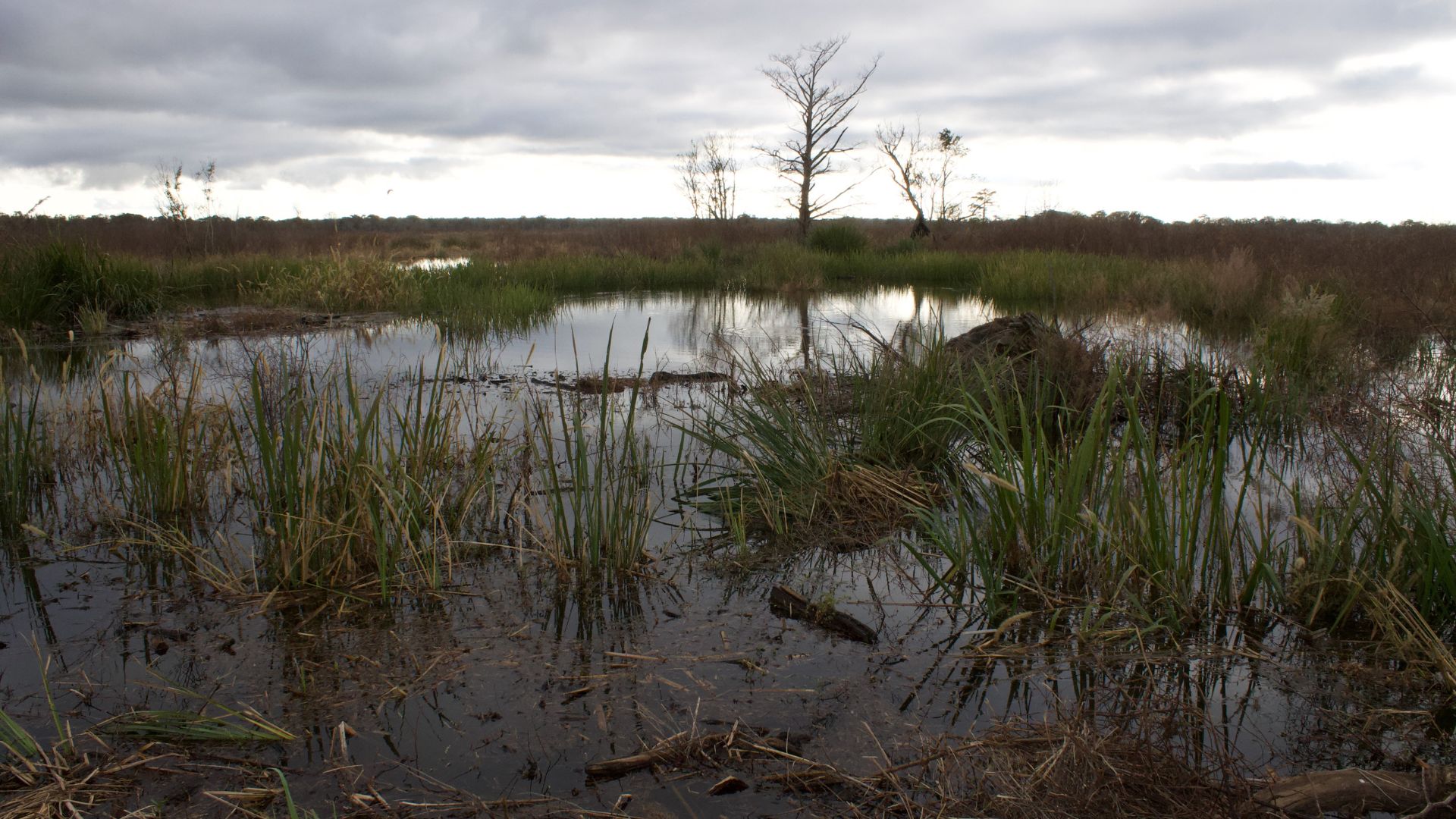 Bald Cypress tree rings reveal 2,000-year history of climate disruption