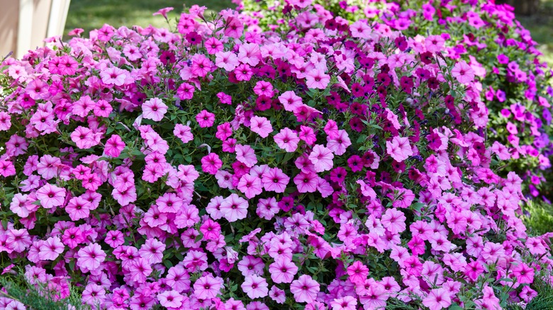 Your Petunias Will Thrive Alongside These 10 Companion Plants
