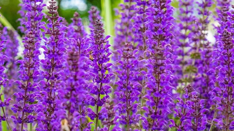 Your Petunias Will Thrive Alongside These 10 Companion Plants