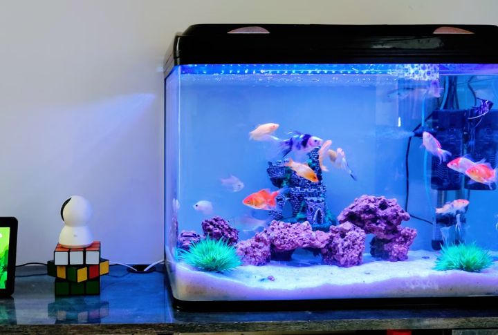 10 Reasons Why An Aquarium Is A Great Addition To Your Home