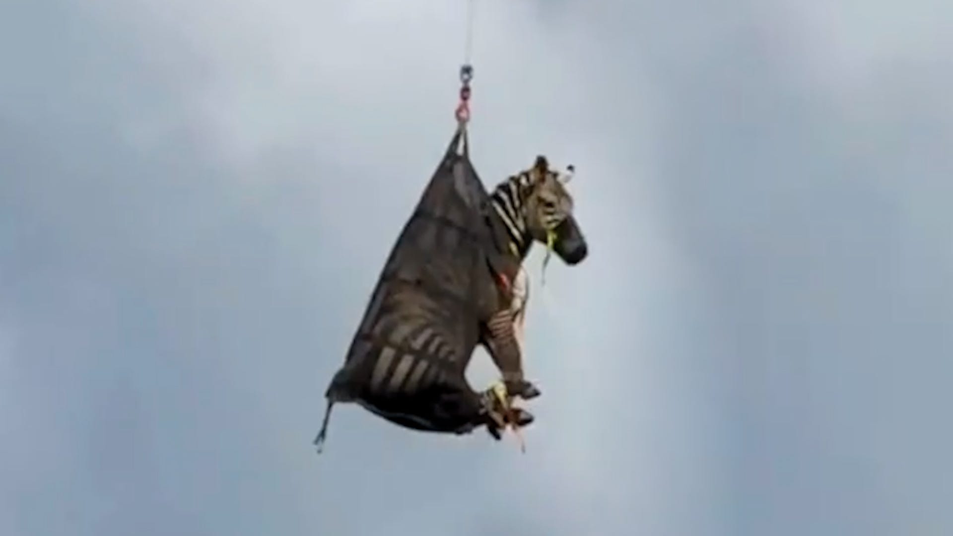 Ed the zebra’s escape sparks question: Can Alabamians own zebras? It's ...