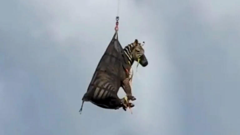 Zebra in Tennessee captured after more than a week on the run: Watch video