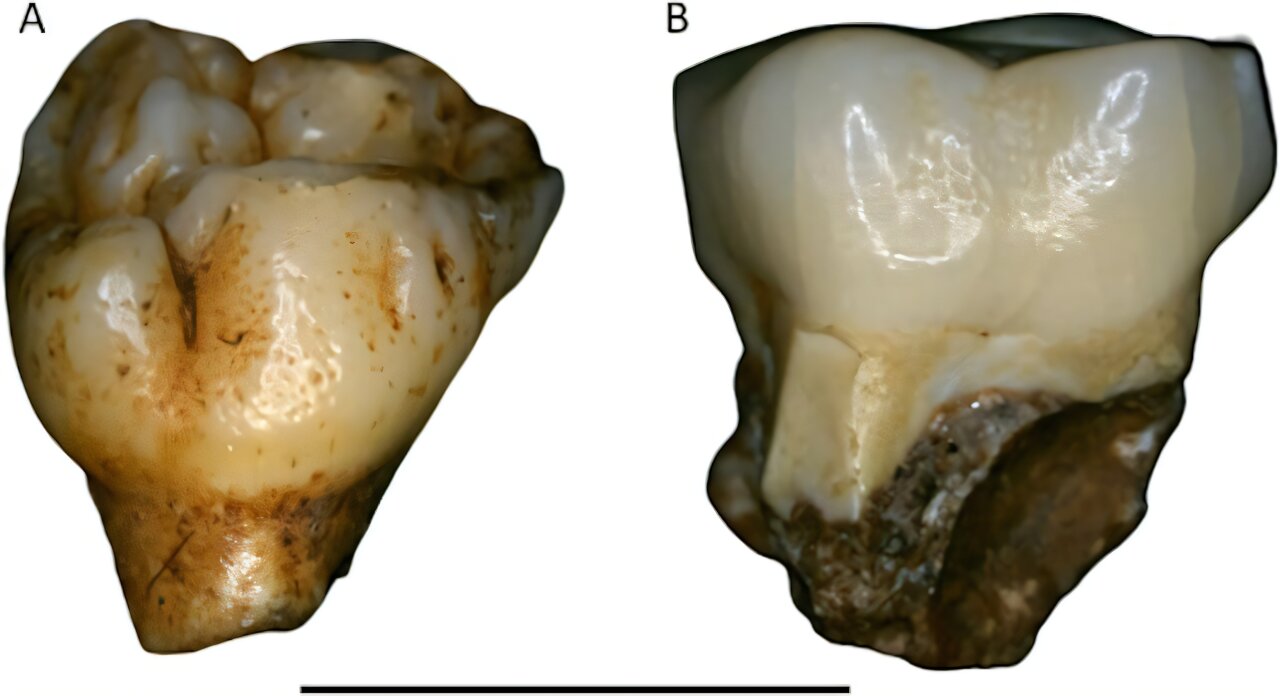Two-million-year-old pitted teeth from our ancient relatives reveal ...