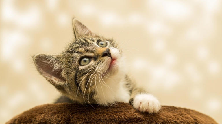 How to take good care of your cat: What every responsible cat owner ...