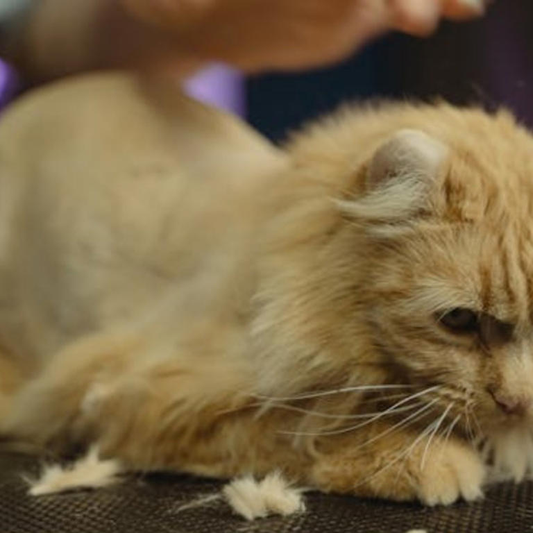 How to take good care of your cat: What every responsible cat owner ...