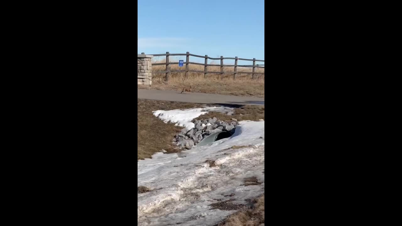 Excited chihuahua runs to greet owner in Calgary, Canada