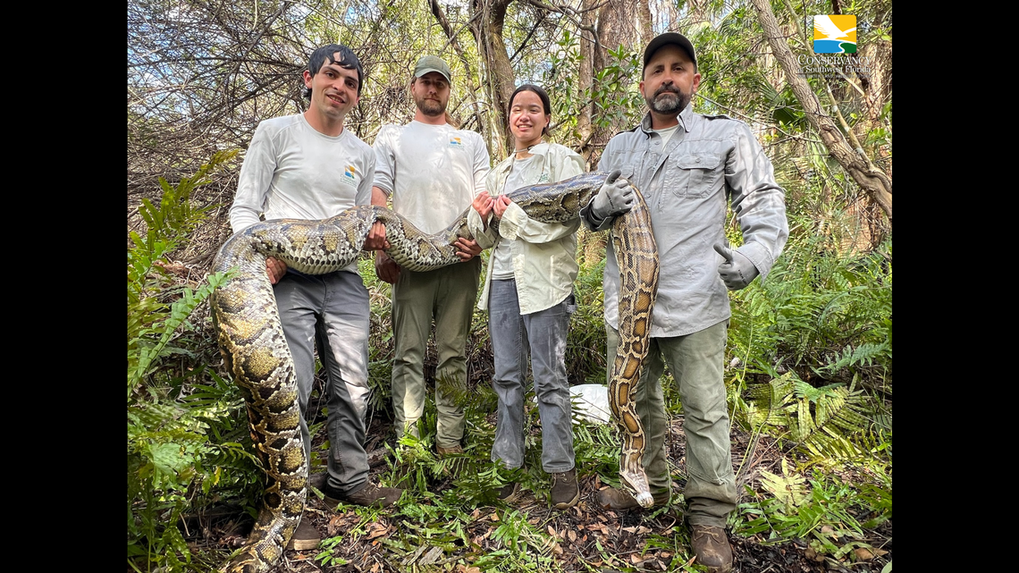 Battle to eradicate invasive pythons in Florida achieves stunning milestone