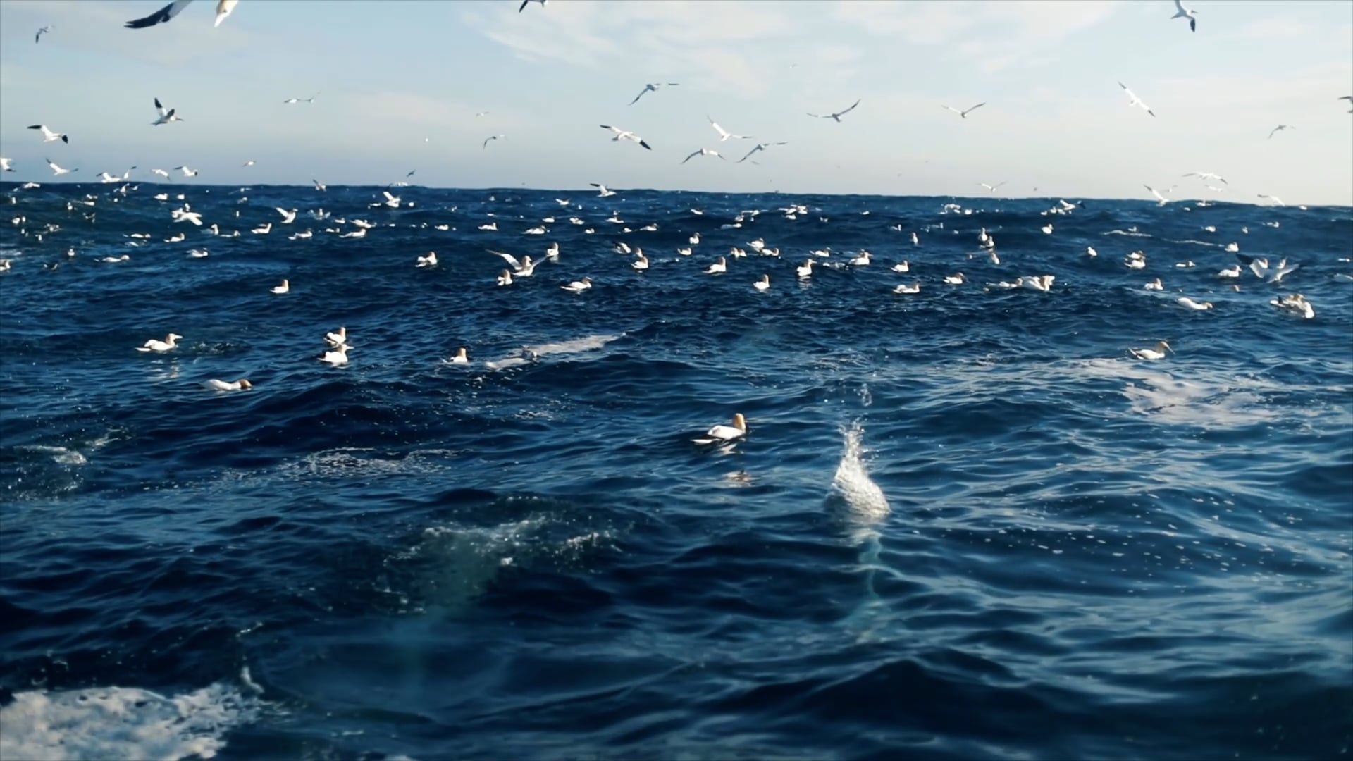 Soaring with Seabirds: Exploring Northern Hemisphere's Wildlife
