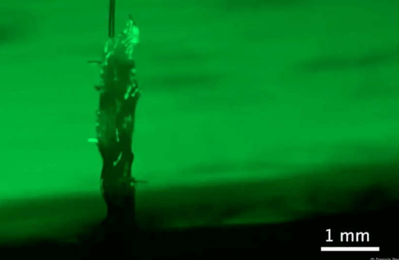 Scientists observe worm towers in nature for the first time