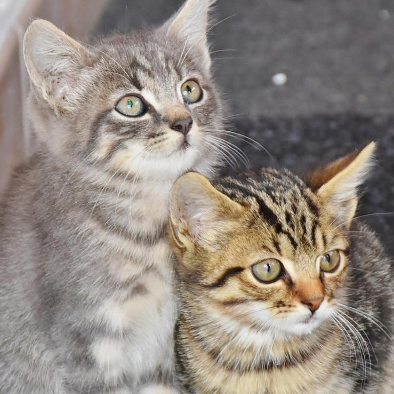 How to take good care of your cat: What every responsible cat owner ...