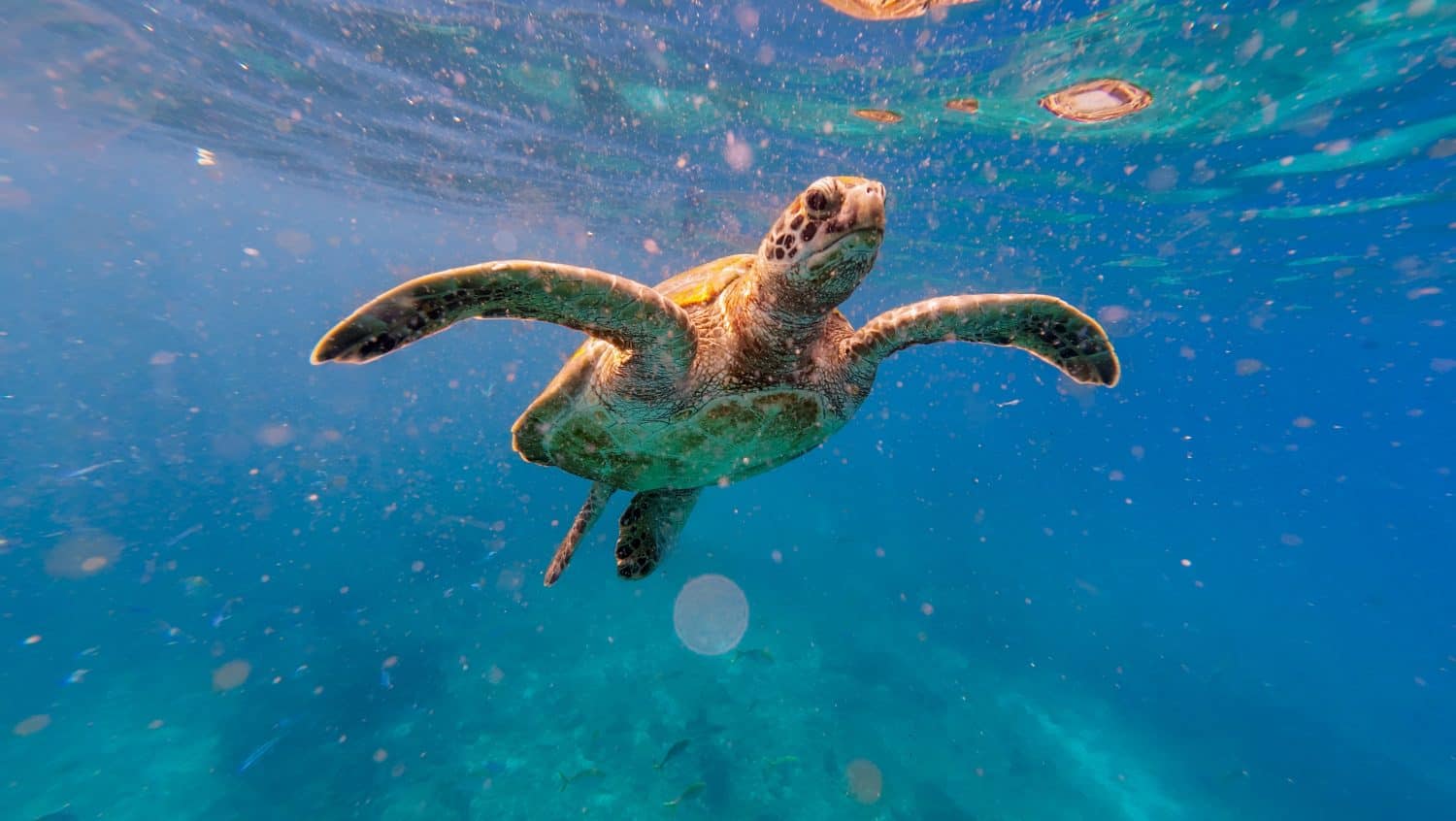Rare Yellow Sea Turtle Spotted in the Wild