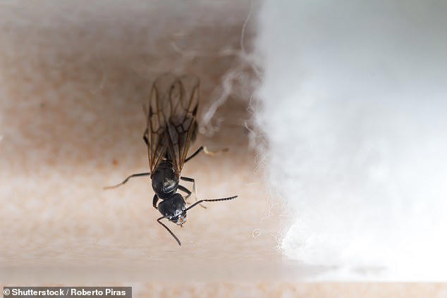 Mega-colonies of 'SUPER ANTS' are storming through Europe - and could ...