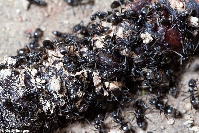 Mega-colonies of 'SUPER ANTS' are storming through Europe - and could ...