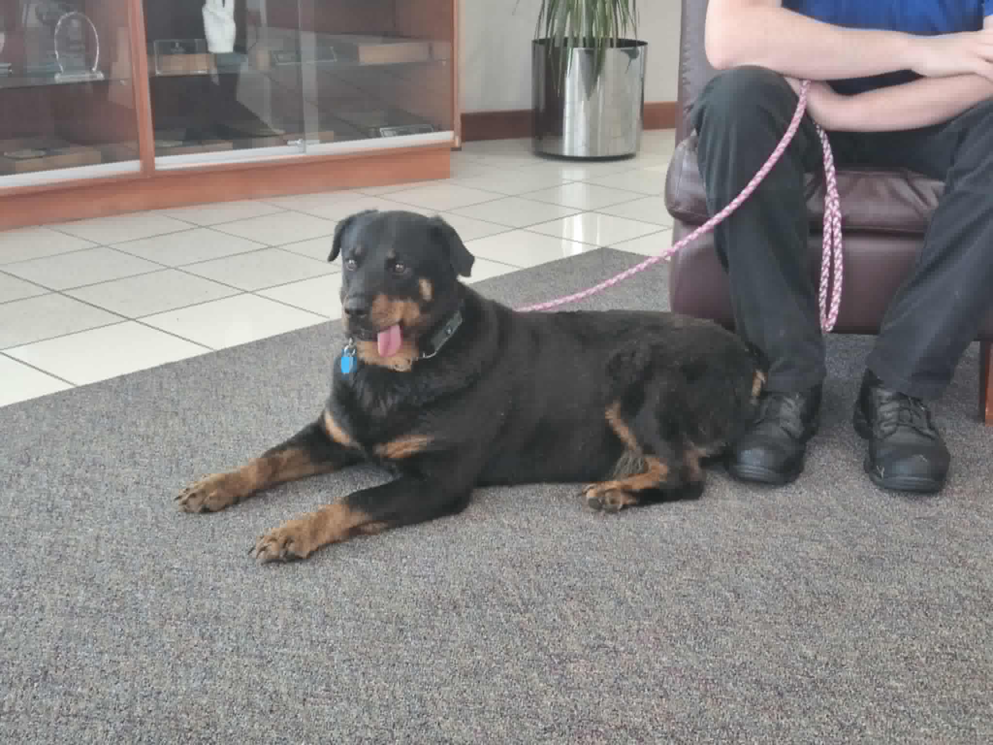 Leigh's Lost and Found: Lost dog has microchip but animal control still ...