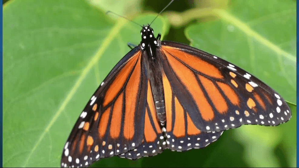 Monarch butterfly population rebounds but faces ongoing threats