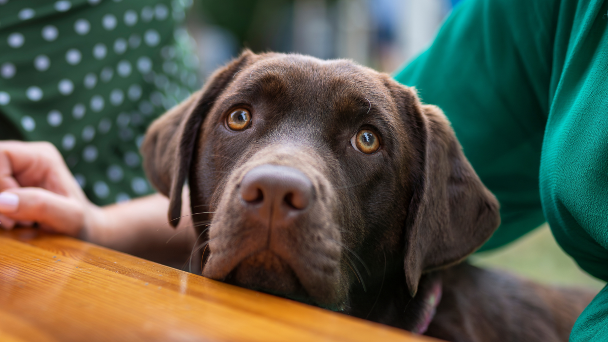 Labrador’s Eager Face When It Comes Time to Cut the Birthday Cake Is ...