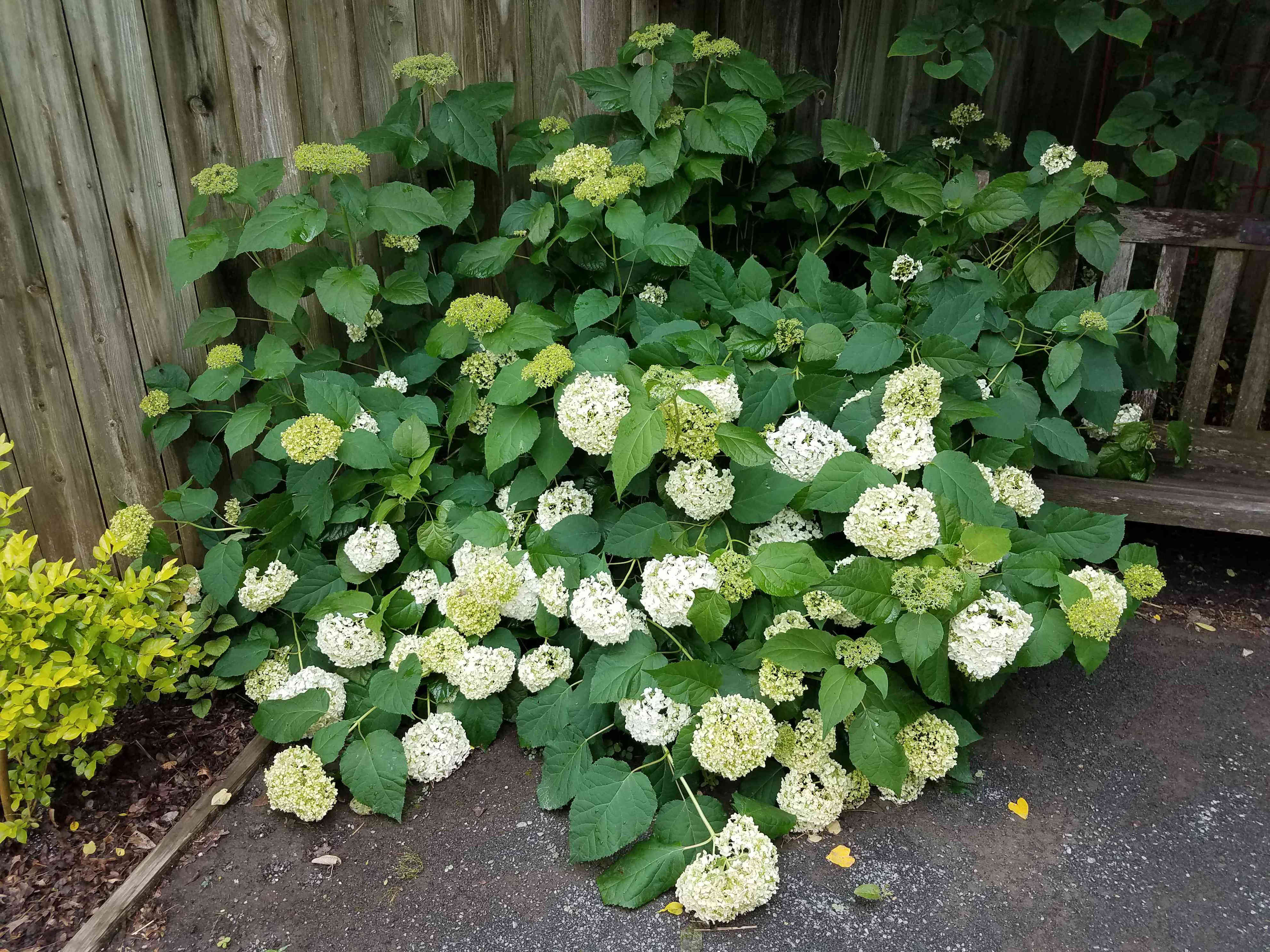 7 Reasons Your Hydrangeas are Drooping—and the Simple Fixes to Perk Them Up