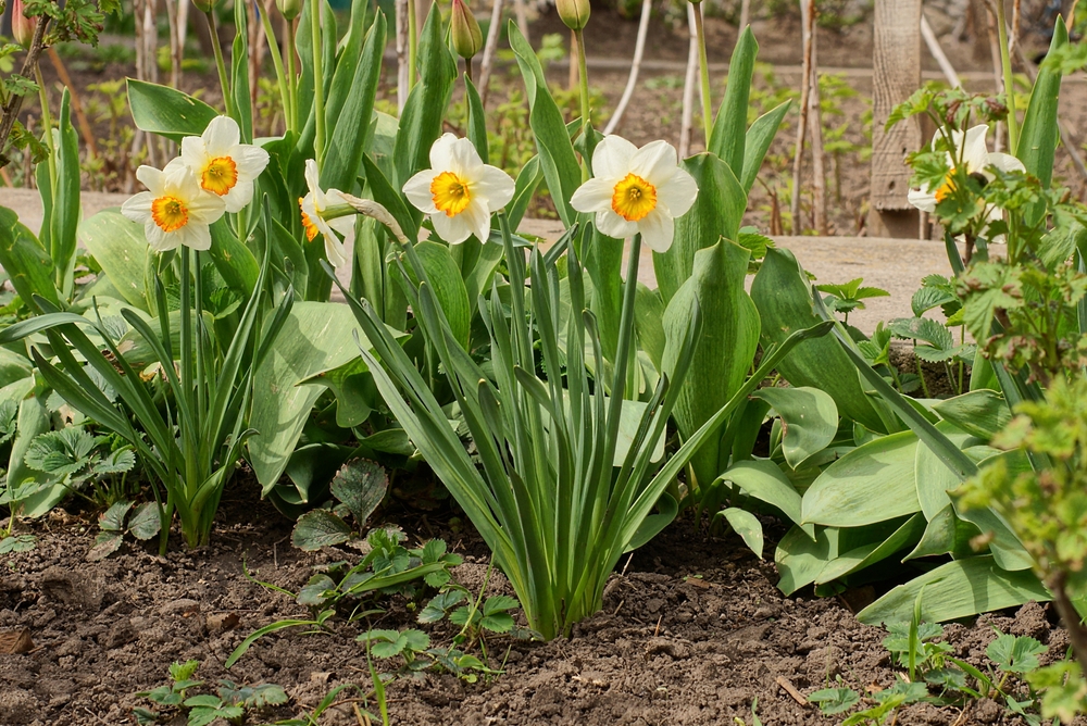 11 Interesting Facts You Didn’t Know About Daffodils