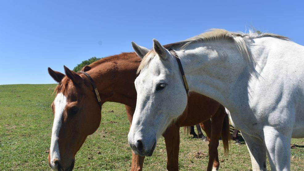 Thoroughbred Retirement Foundation offers new life for retired racehorses