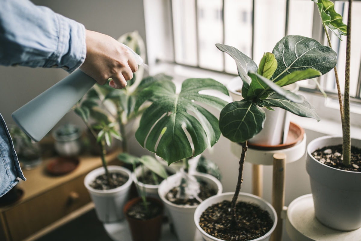 Plant Expert Reveals Top Tips for Keeping Plants Alive While on Vacation