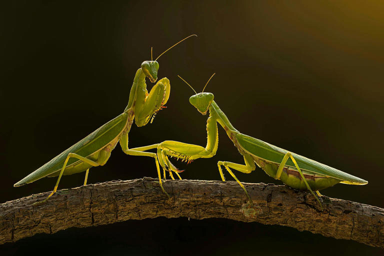 Should we widen our ‘moral circle’? Philosopher Jeff Sebo argues we now ...