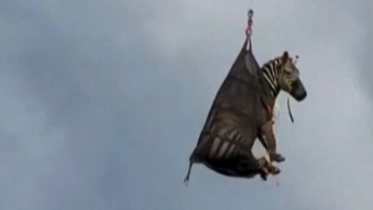 #TheMoment Ed the runaway pet zebra was airlifted to safety