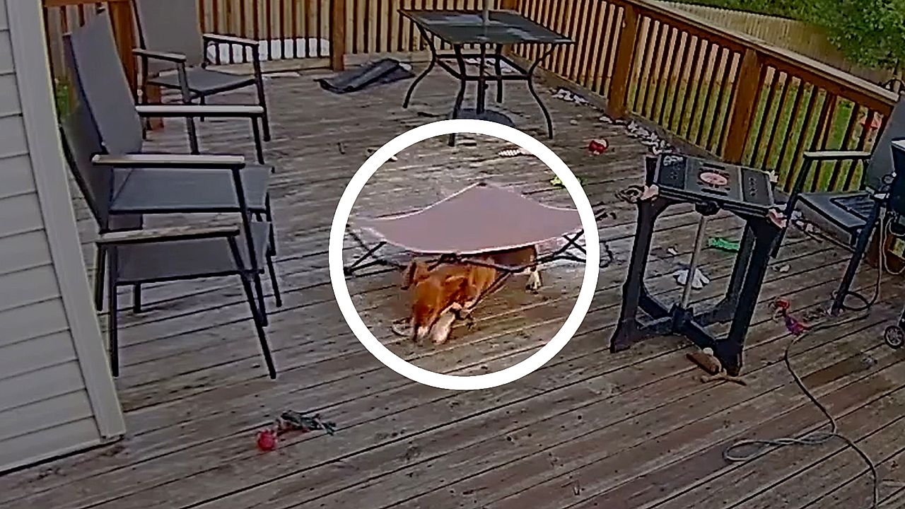 It's alive! 'Possessed' bed wreaks havoc after dog gets stuck underneath