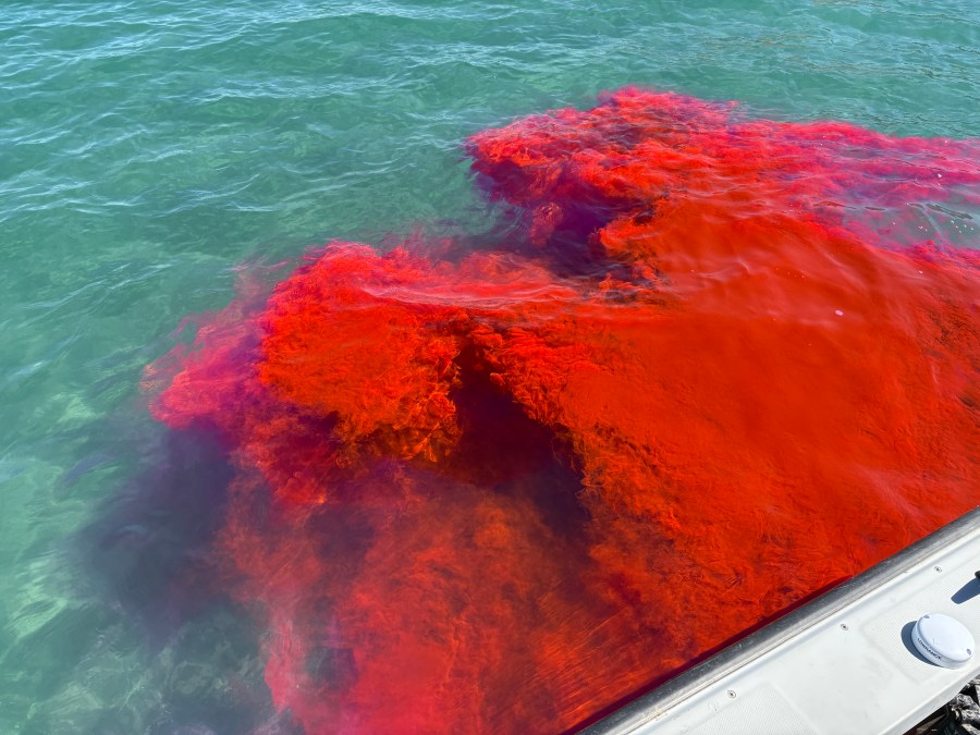 Pink water at Bear Lake? Here’s how this study aims to curb invasive ...