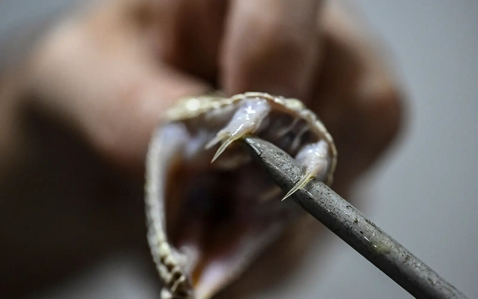 Man who let snakes bite him 200 times spurs new antivenom hope