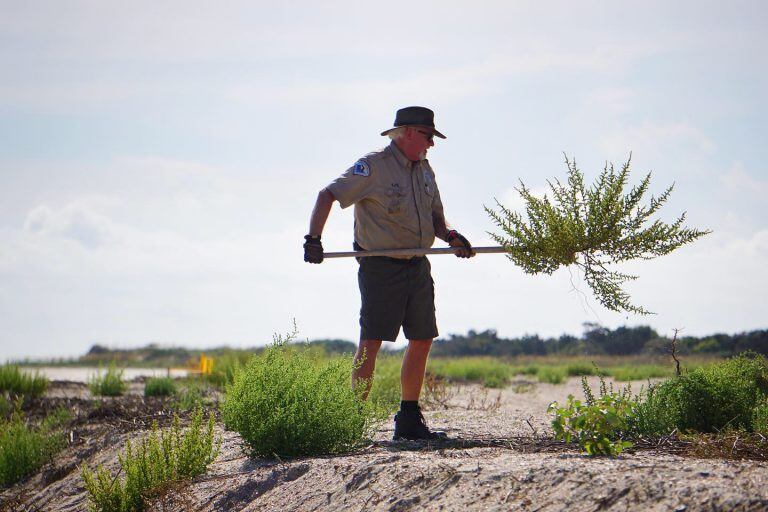 Invasive tumbleweeds are causing problems in Nassau County: Learn how ...