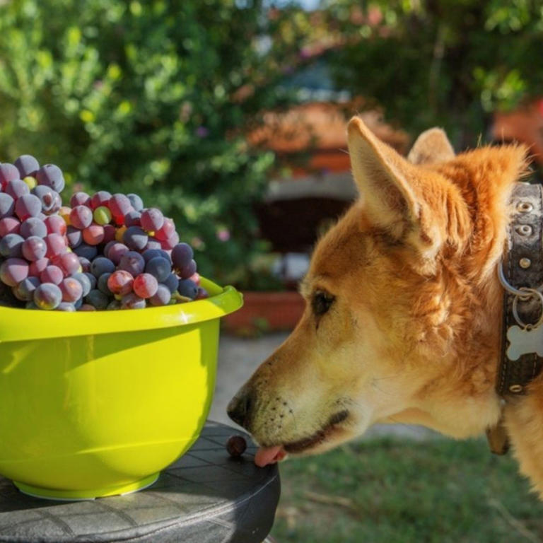 Don't feed this to your dog: A list of toxic human foods