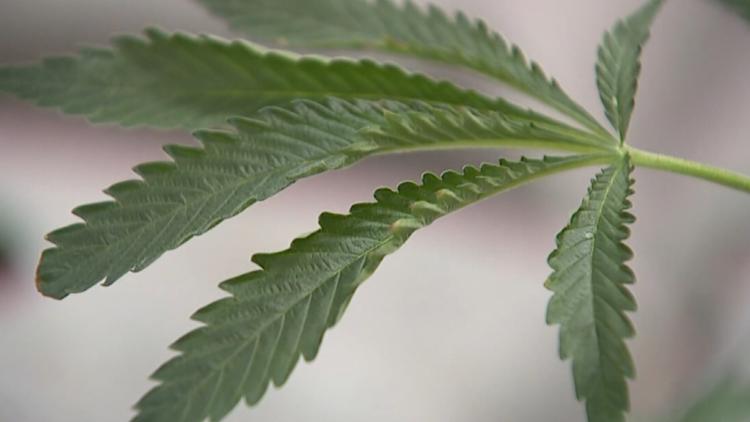 Moline approves allocating cannabis tax revenue for rent, utility ...