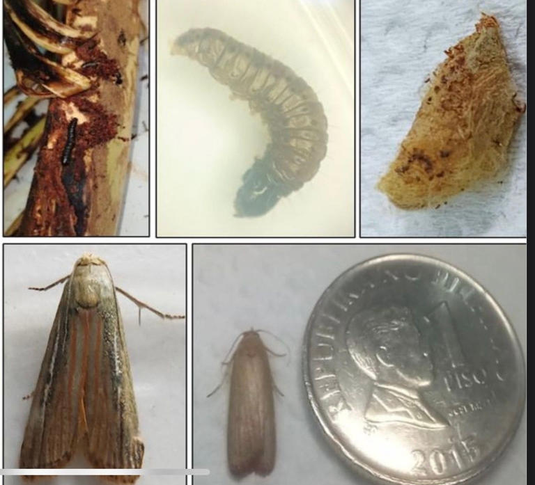 Cocolisap infests half a million coconut trees in nine regions