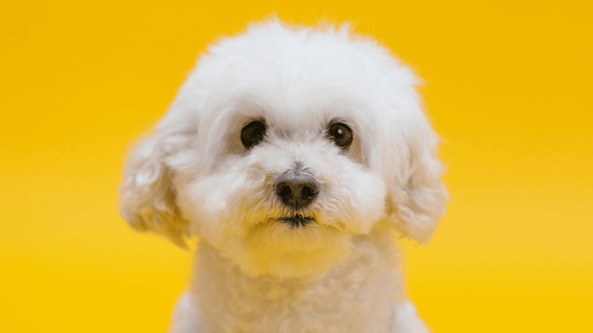 Top 5 calmest dog breeds, according to training expert César Millán