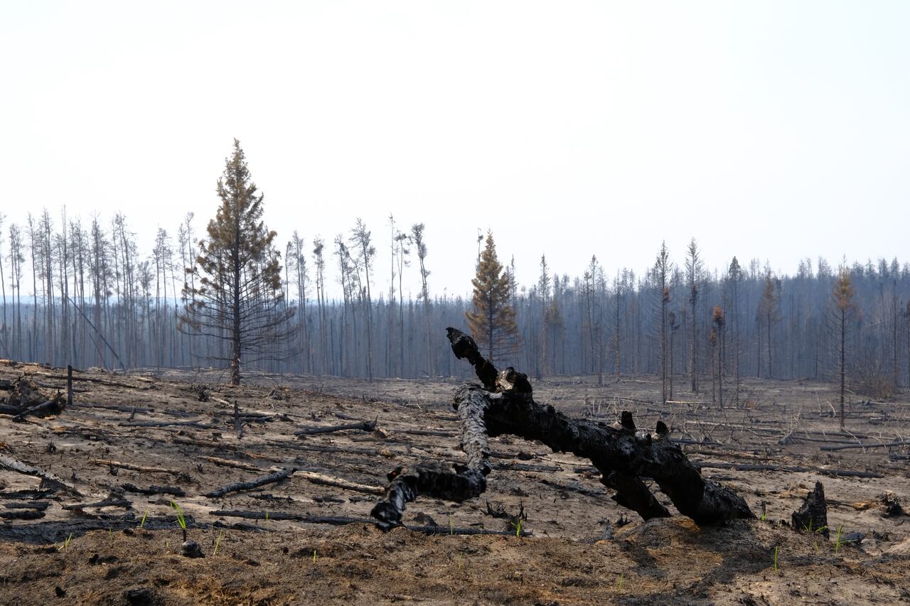 Northern Sask. mayor calls province's wildfire evacuation response ...