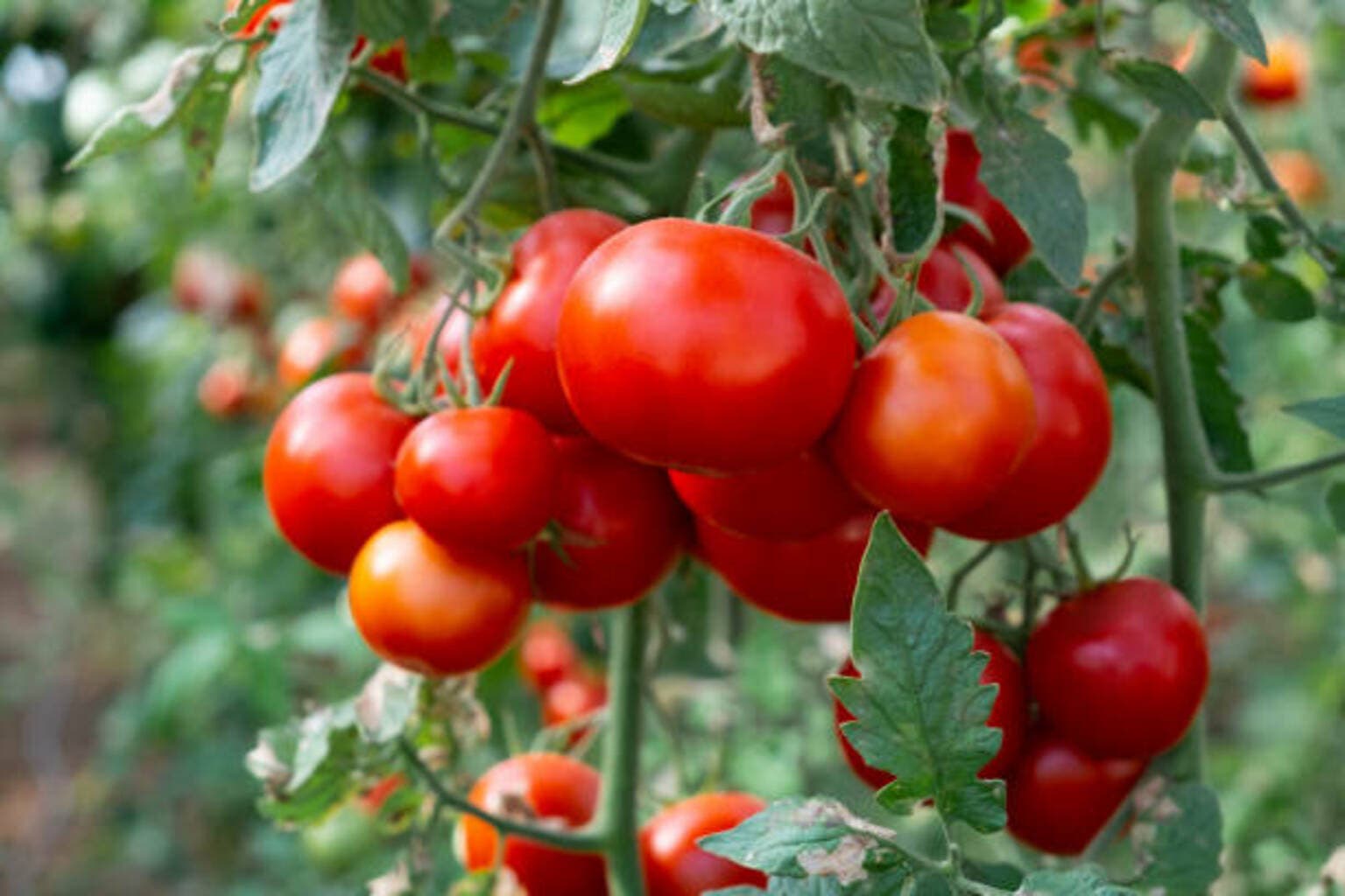 Calavo Growers FQ2 results miss expectations as soft tomato sales ...