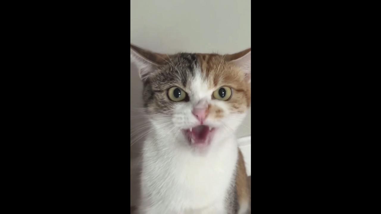 Teaching My Cat the Basics of Hissing