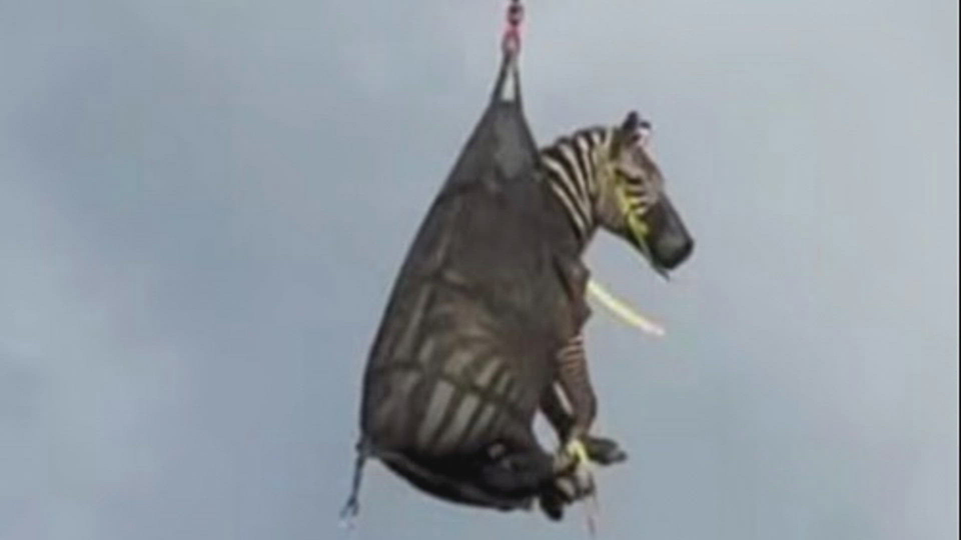 Zebra named Ed airlifted after escape in Tennessee