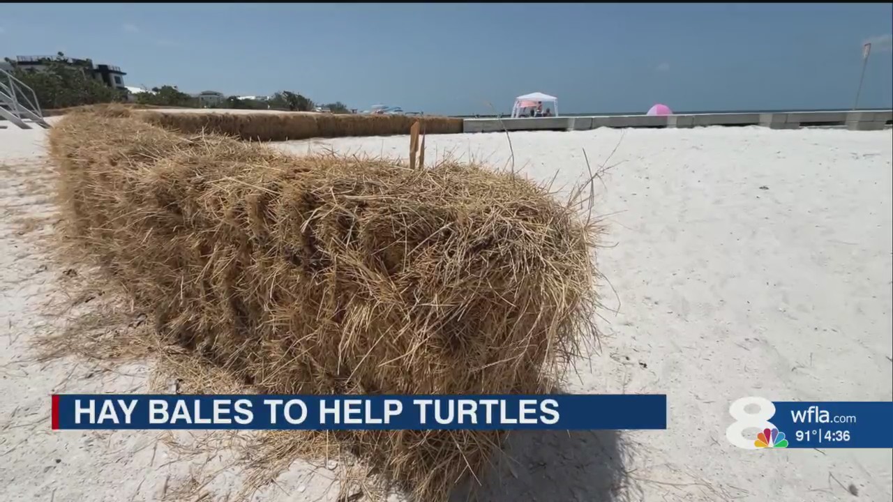 Bales of hay line beach in hopes of helping nesting sea turtles