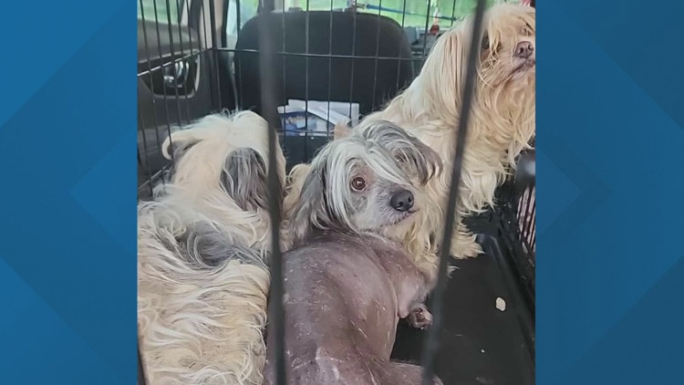 Rico Pet Recovery says they saved 27 dogs from a west Columbus home