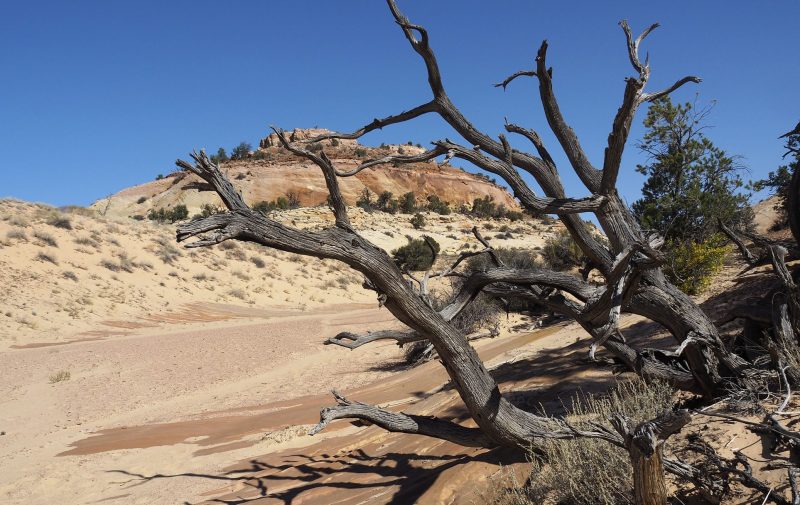 High wind warning issued across Utah, gusts in excess of 65 mph expected