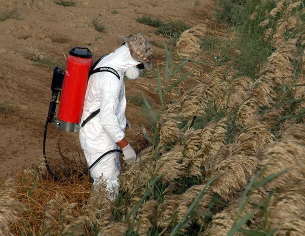 Prenatal exposure to common insecticide linked to brain changes and ...