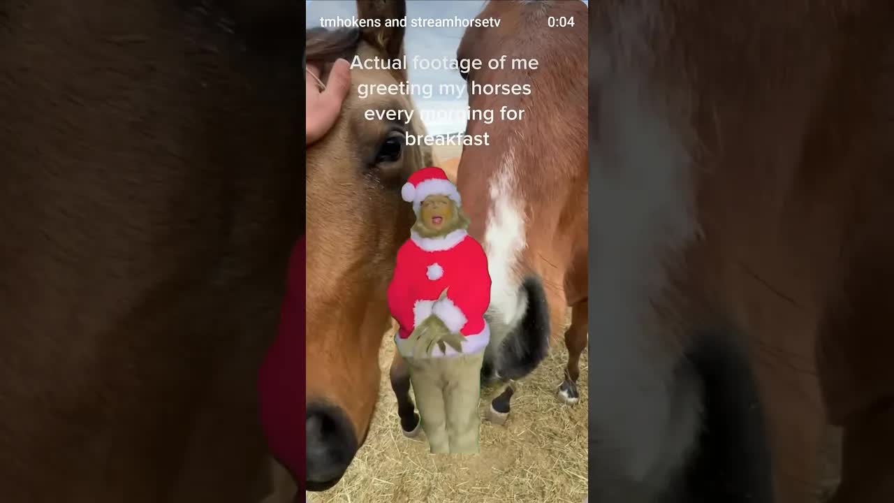 streamhorse: grinch morning greetings with horses