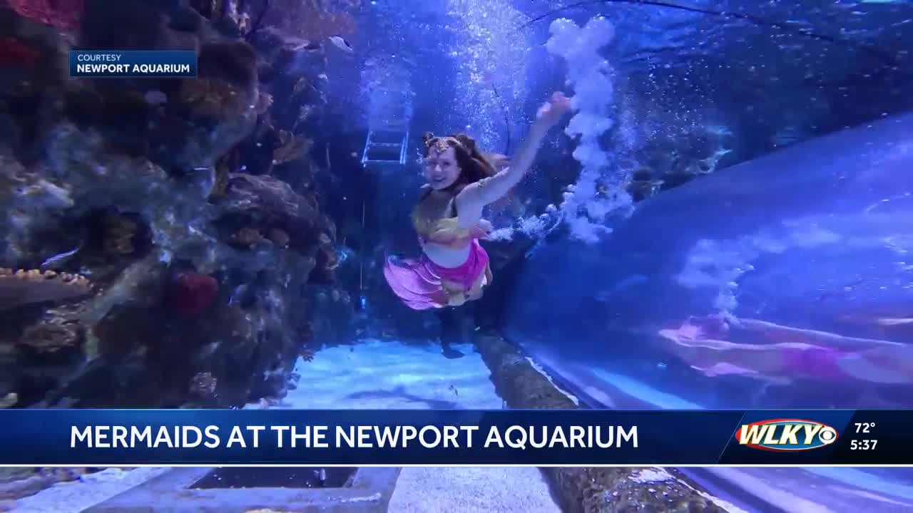 Mermaids make a splash at Newport Aquarium