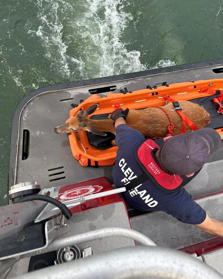 Deer in distress: Cleveland firefighters save buck stuck in rocks ...
