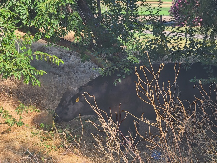 Herd of 60 cows set loose in the East Bay: Animal Services