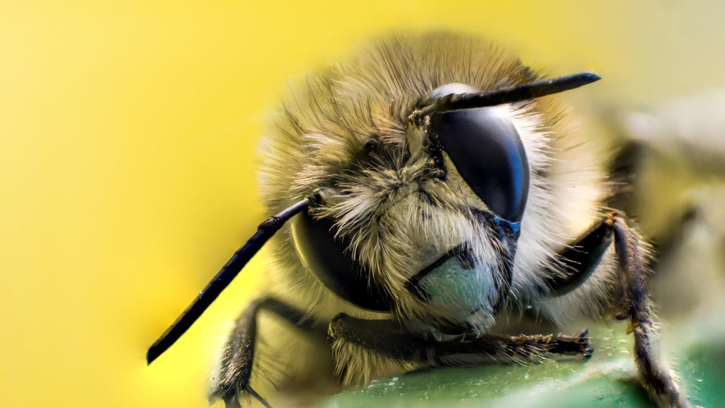 New first-of-its-kind garden at Minnesota Zoo aims to help pollinators ...