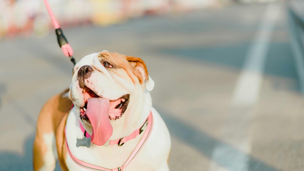 Top 5 calmest dog breeds, according to training expert César Millán